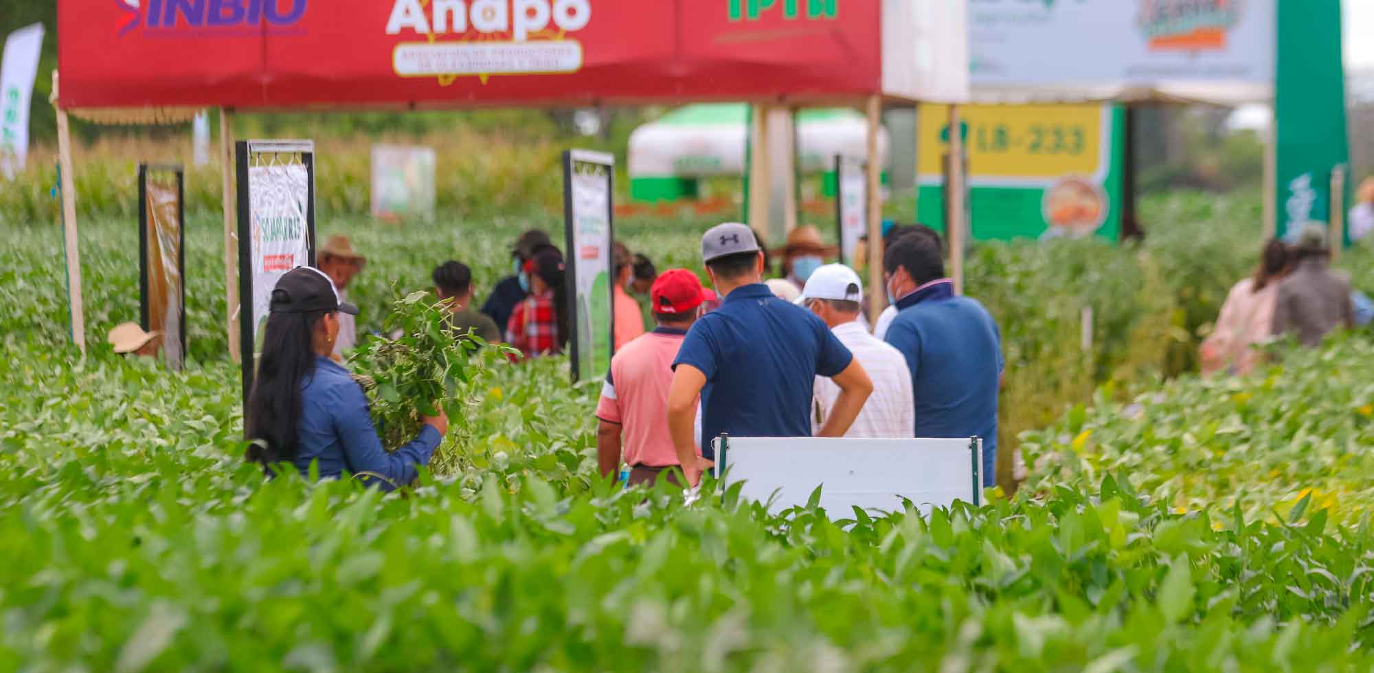 Proyectos - Anapo Bolivia